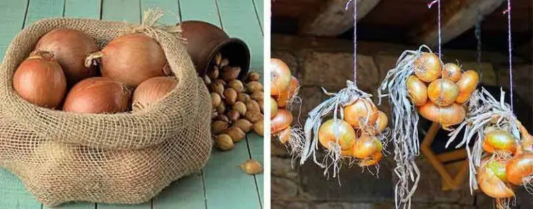 Oignons : Voici le meilleur moyen de les conserver plus longtemps ...