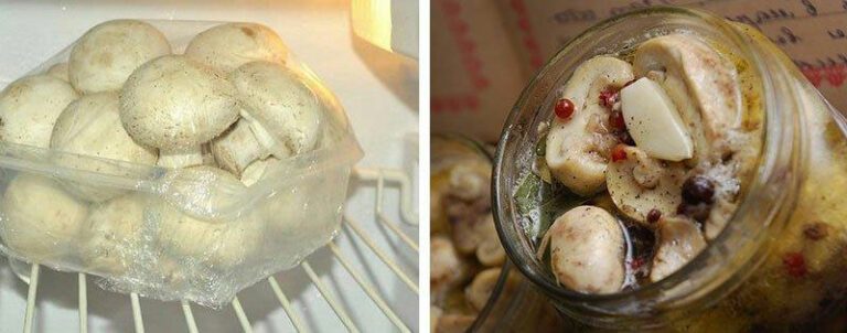 Conseils pour conserver les champignons frais - Comment-Stocker.fr